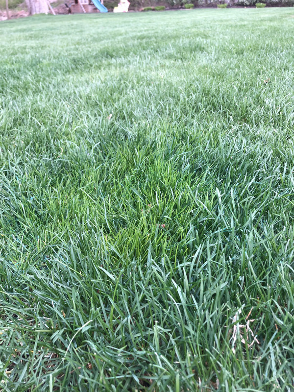 Colonial Bentgrass (astoria) question | Lawn Care Forum