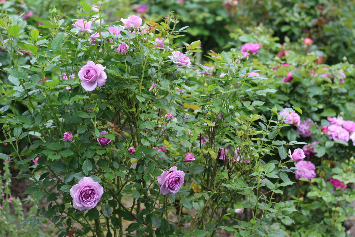 Lavender FC — Postimages