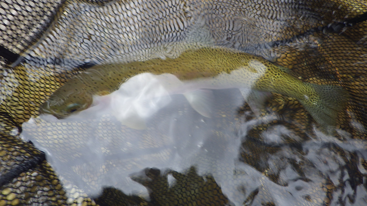 24 A1 BFCE F8 DD 4 CA1 BA7 F 9837 D98 A4282 — Postimages