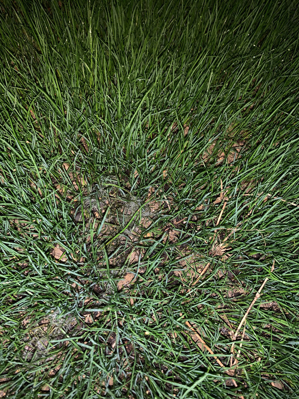 Is this damping off? What can I do? | Lawn Care Forum