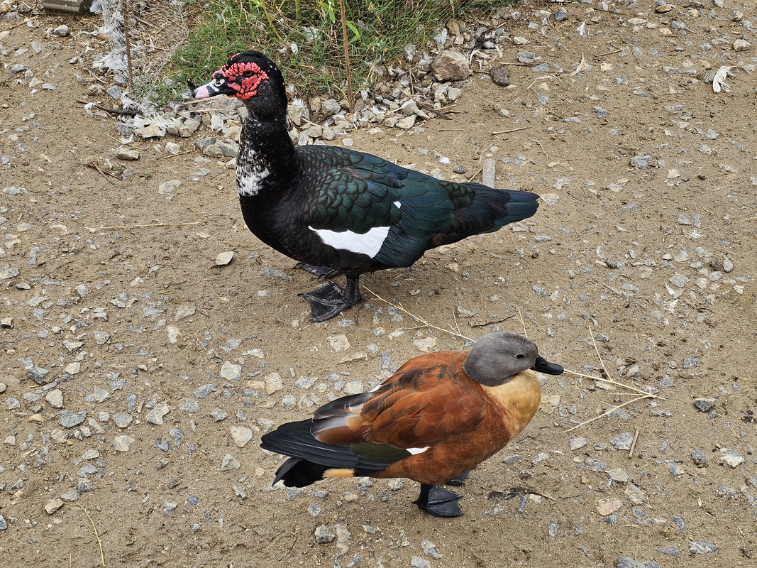 20240911 102739 — Postimages