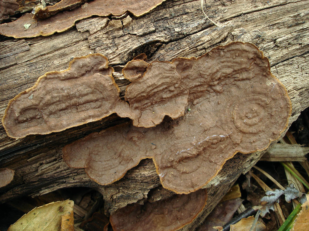 Unkn sp1 SAE 20051006 — Postimages