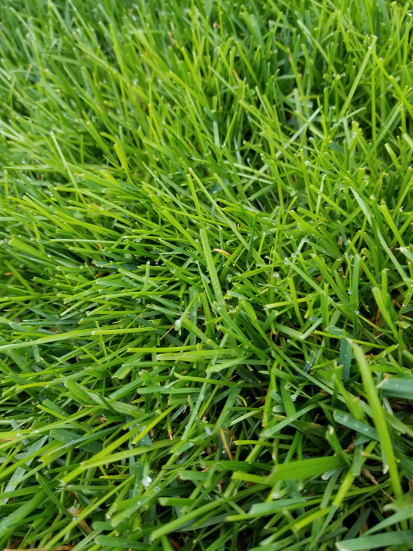 Poa triv?... | Lawn Care Forum