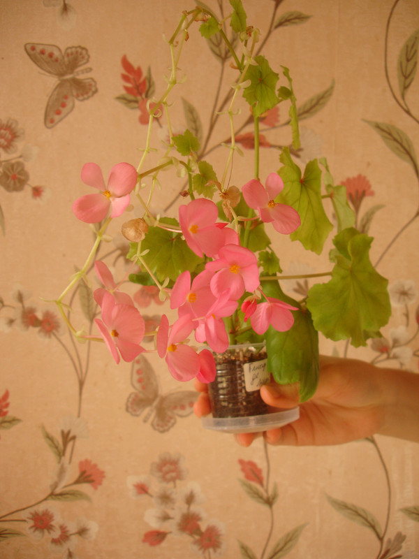 DSC00920 — Postimages