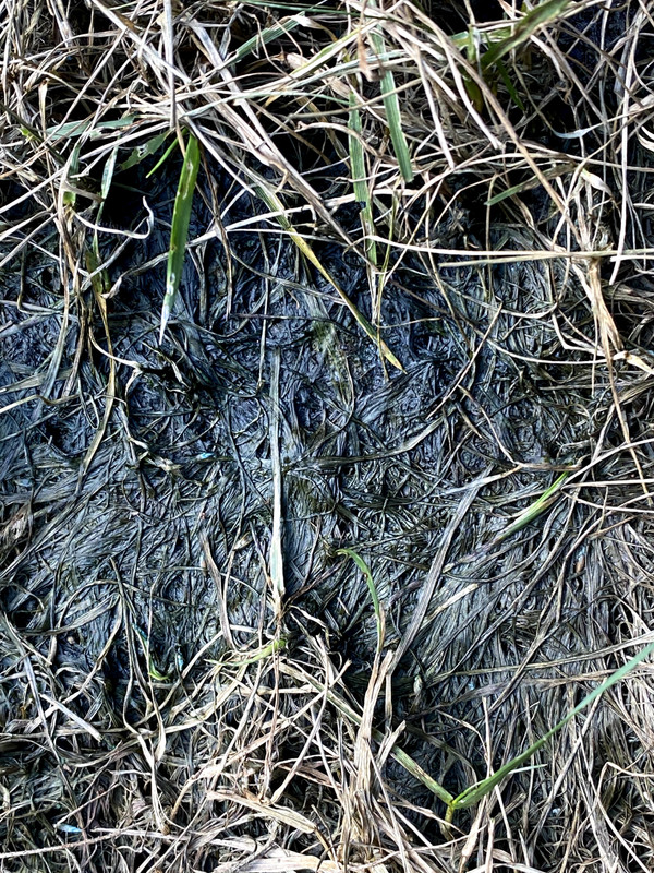 Black Mold On Grass