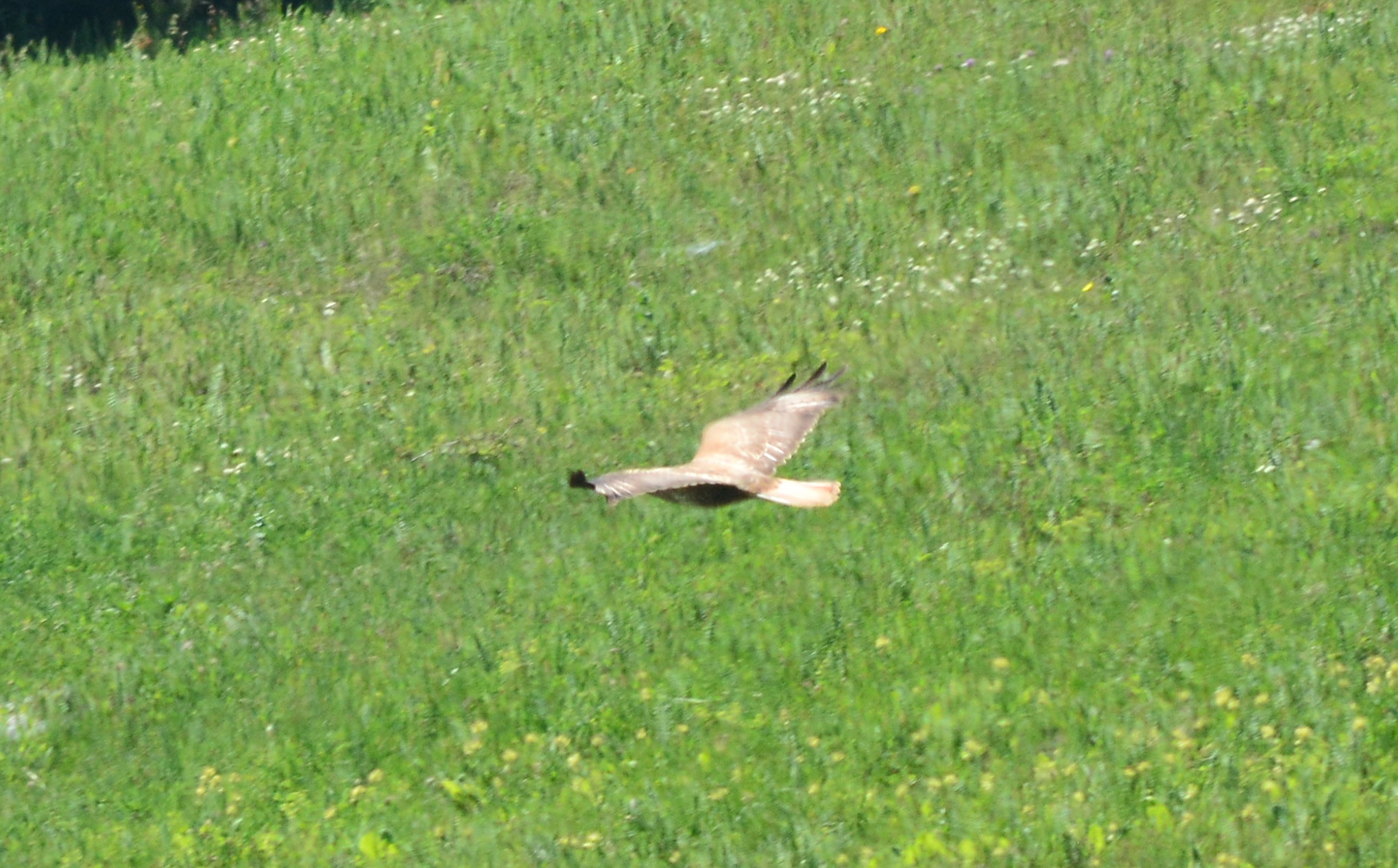 DSC 2539 — Postimages