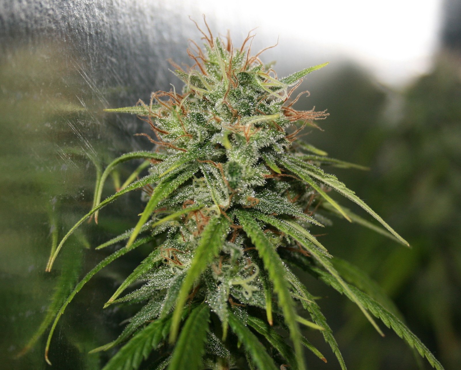 Sugar Haze — Postimages