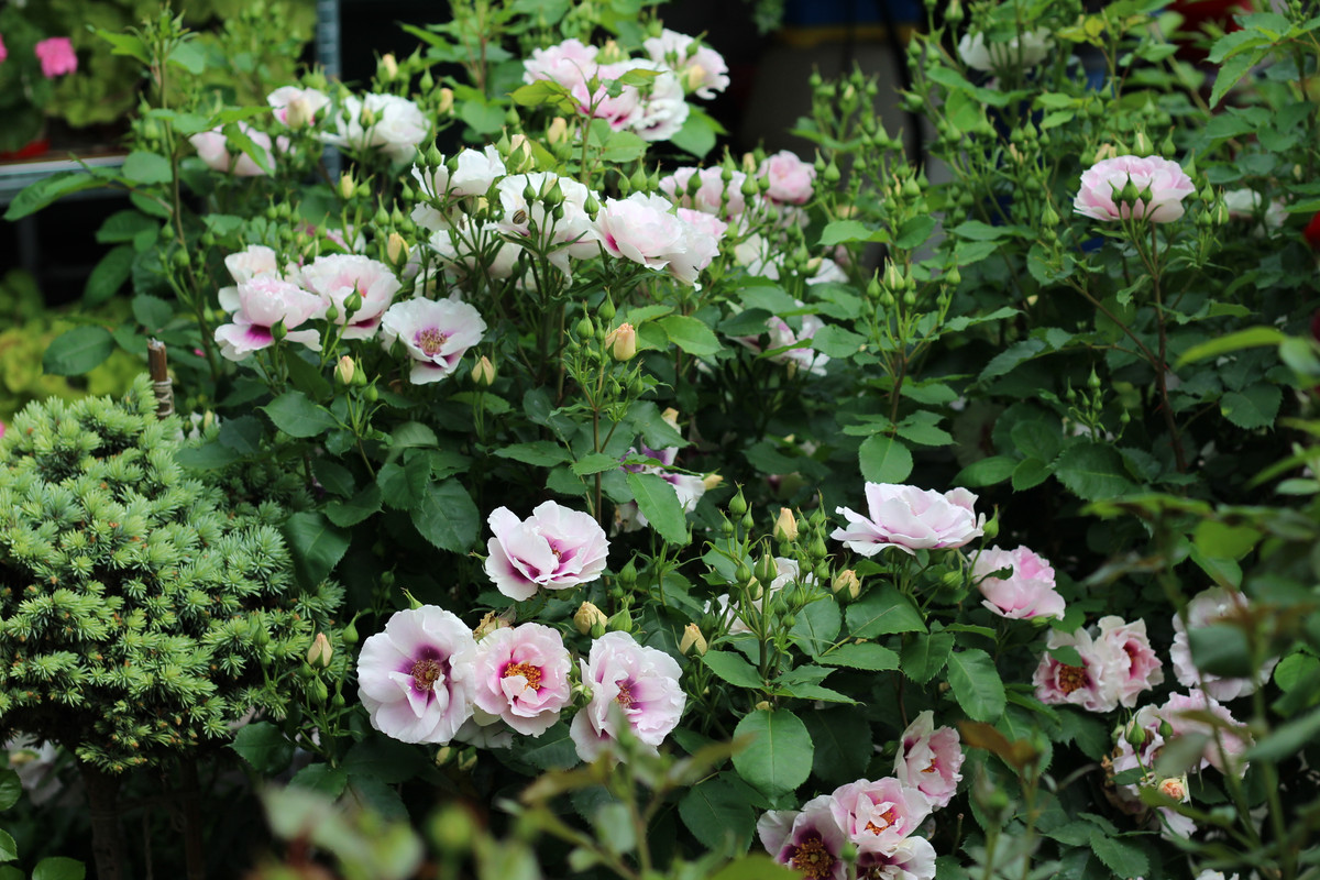 Eyes for you (4) — Postimages