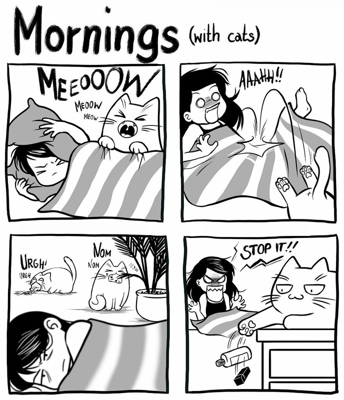 Morning cats — Postimages