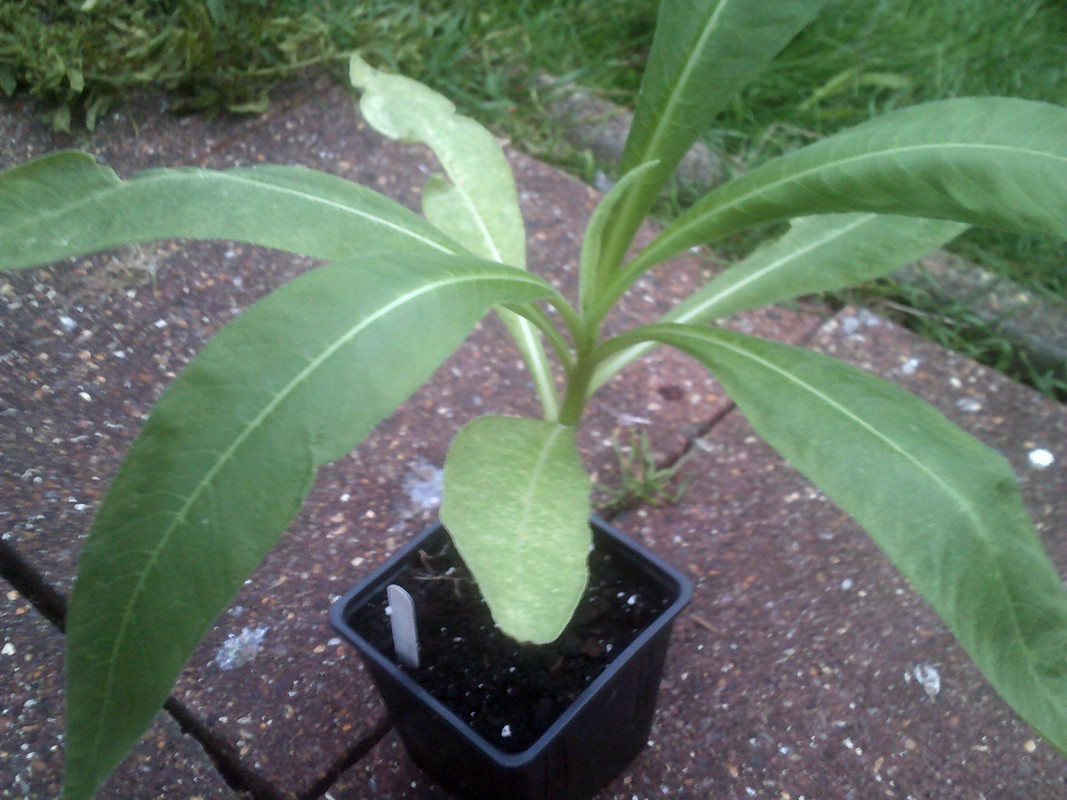 DSCF0015 — Postimages