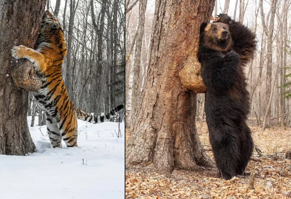 Amur Tiger and Ussuri Brown Bear Size Comparison - Valley Of The Beasts