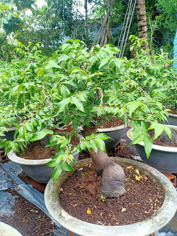 Bán - Khám phá ý nghĩa văn hóa sâu sắc của cây khế Nhật | VietFones Forum