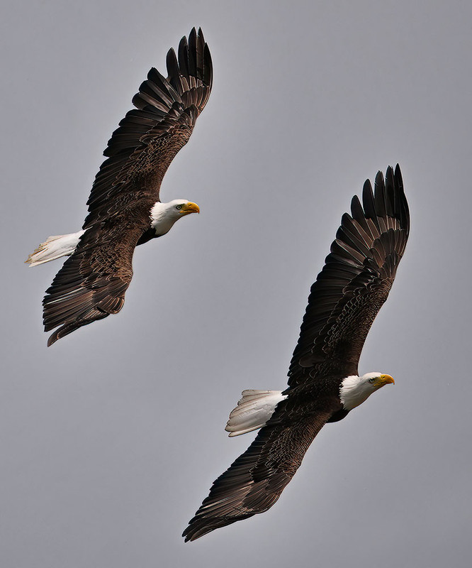 Eagle 9612nrs 72pi — Postimages