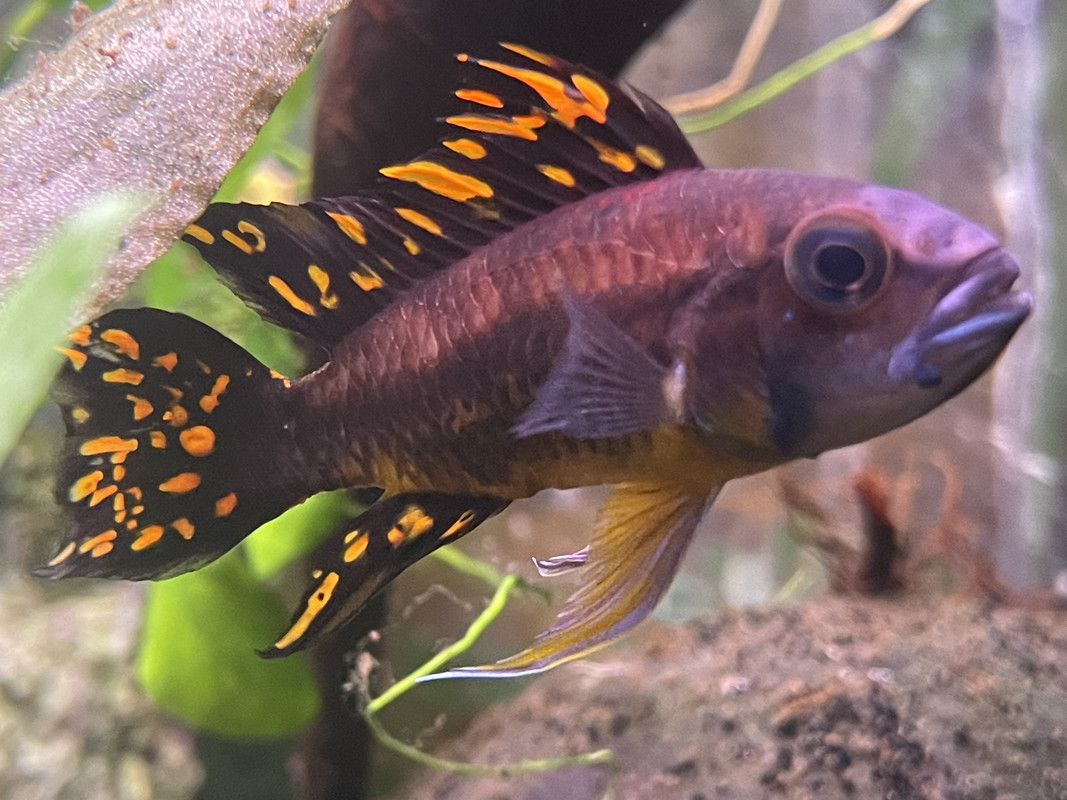 2 F7 E84 AC 1 A1 F 4 D8 C AB77 2 DD9 AFC37 C3 F — Postimages