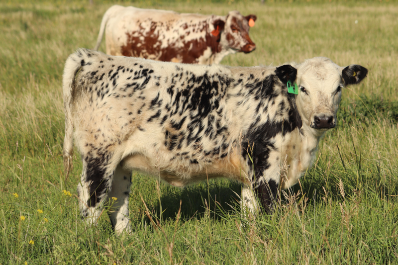 Speckle Park Cattle | CattleToday.com - Cattle, Cow & Ranching Community