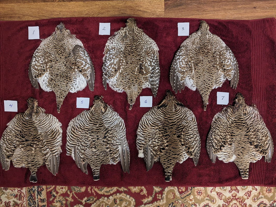 3 ST 4 PC pelts — Postimages