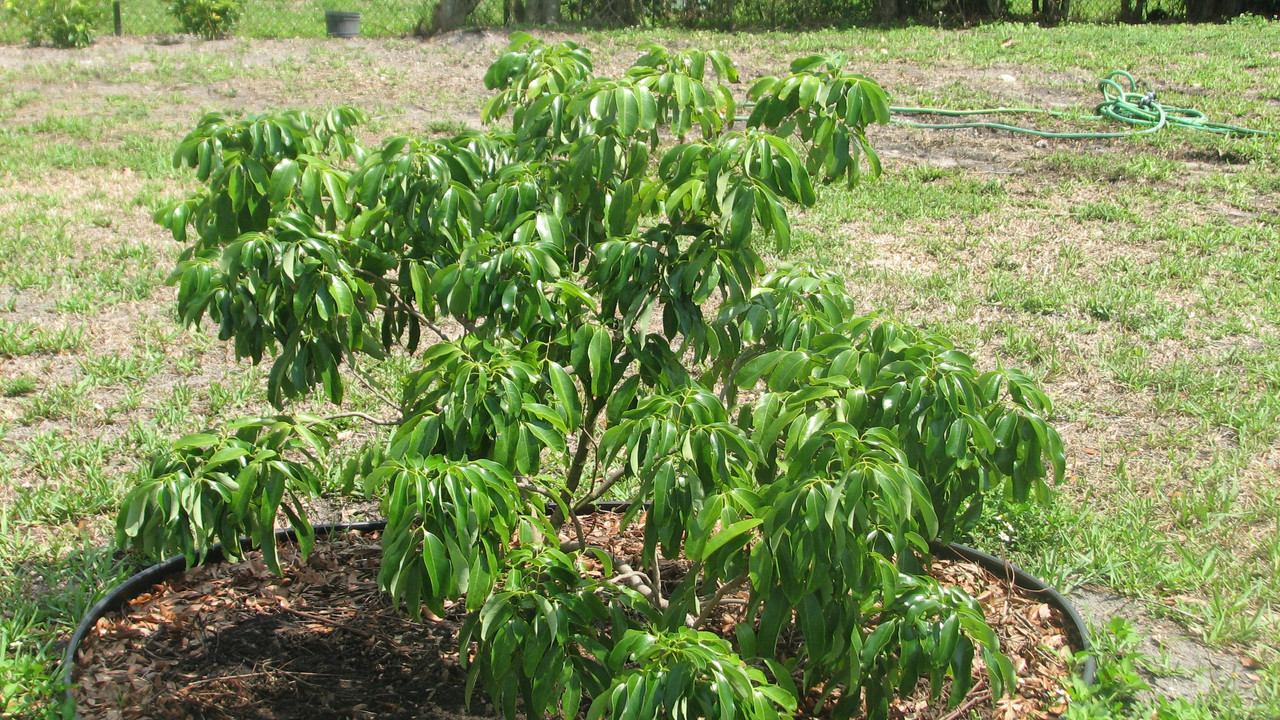 IMG 0100 — Postimages