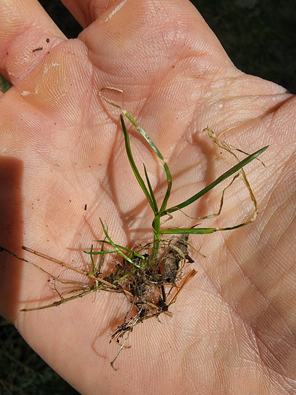 Planning Ahead to Treat Poa Triv | Lawn Care Forum