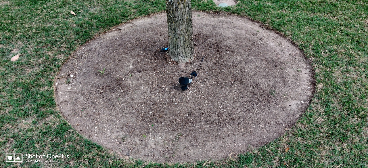 Edging, barriers around tree | Lawn Care Forum