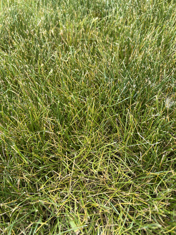 Nutrient deficiency or under watering? | Lawn Care Forum