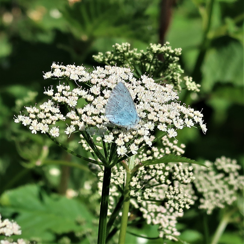 Any Blue butterfly 2023 06 02 110 (2) — Postimages