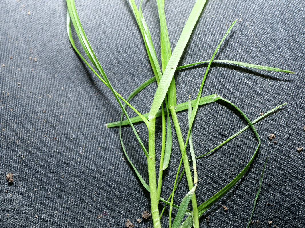 How to distinguish between TTTF and PRG | Lawn Care Forum