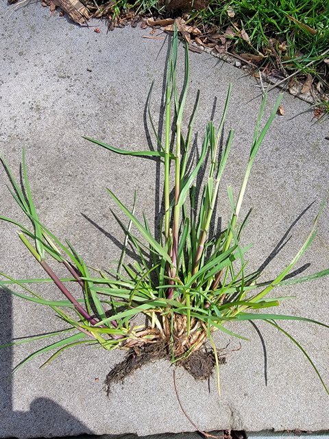 Is this POA? | Lawn Care Forum