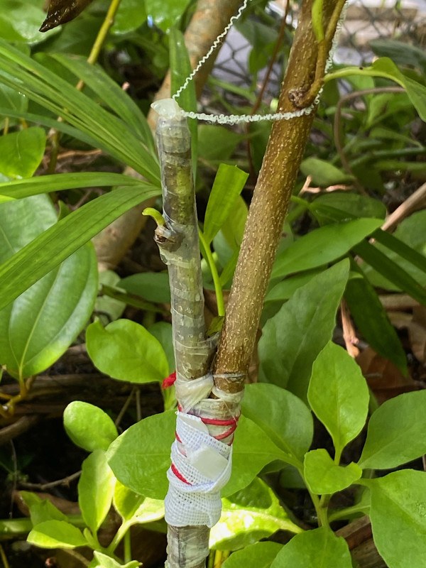 Cherilata Xreticulatagraft92020 — Postimages