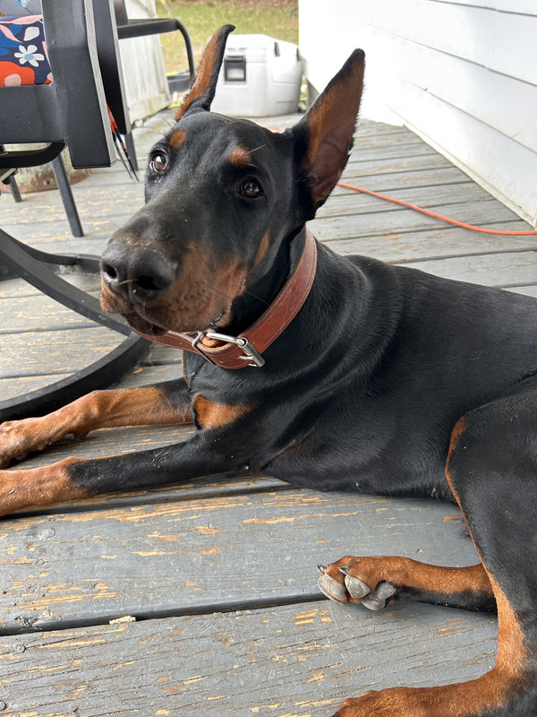 New Puppy Time! Doberman Puppy Pics Within > General Discussion > AR15.COM