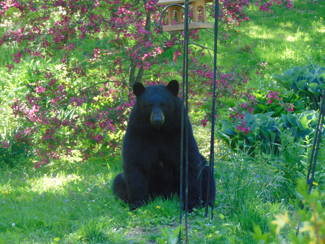 Bear Thursday 3 — Postimages