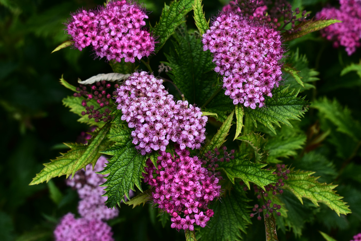 DSC 0641 — Postimages