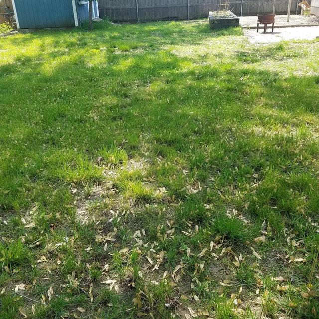 New home. Horrible lawn. | Lawn Care Forum