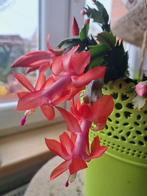 20231126 111706 — Postimages