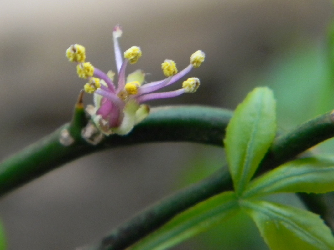 Red Dwarf flower without petal — Postimages