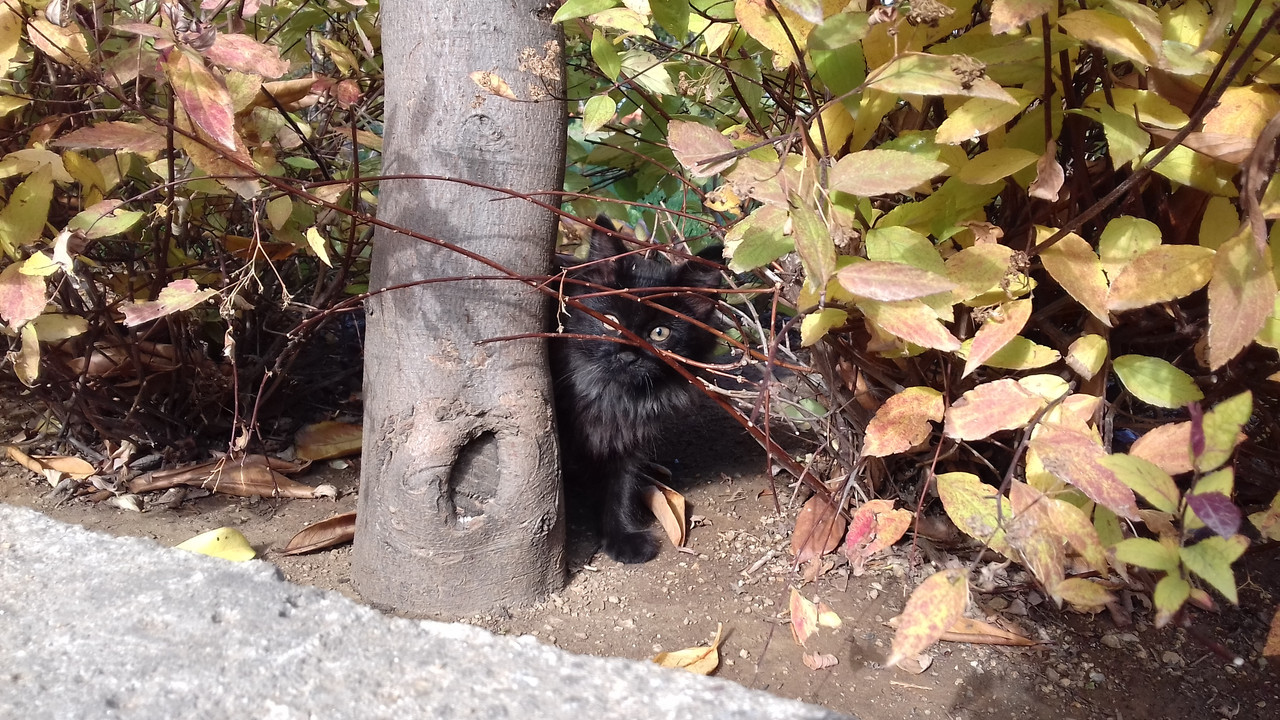 20201114 123446 — Postimages