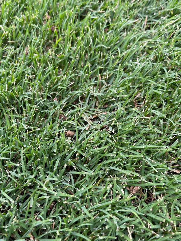 Pics Included - Struggling with "pits" of unusual growth in the lawn ...
