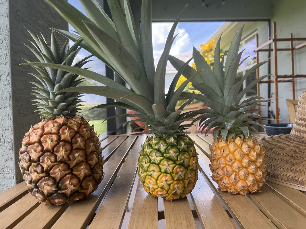 IMG 8074 — Postimages