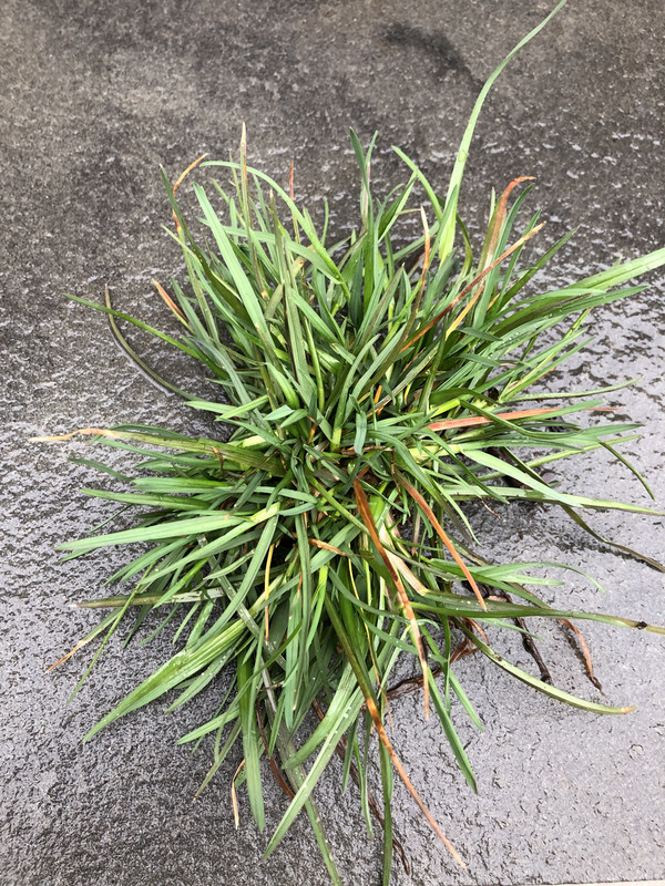 Poa Annua, Triv or Pratenis? | Lawn Care Forum