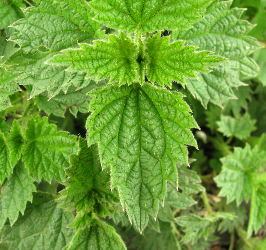 Nettles — Postimages