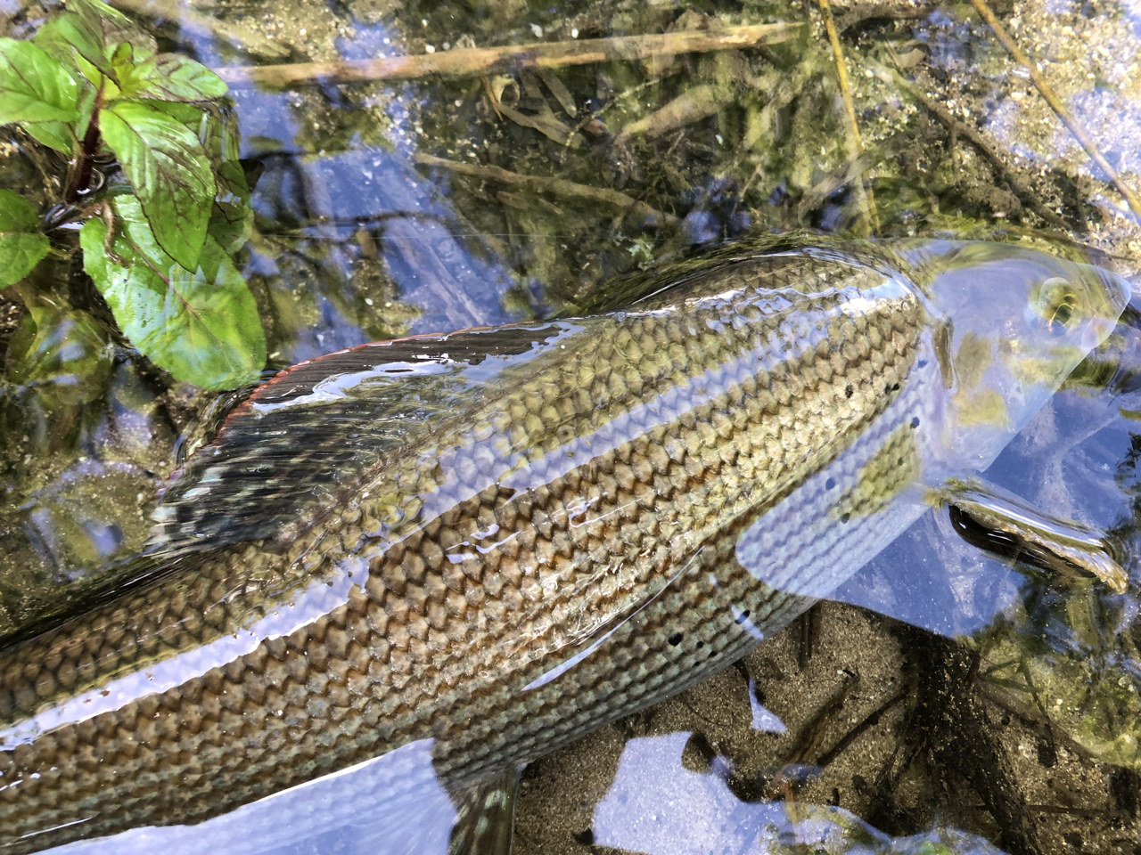 IMG 1220 — Postimages