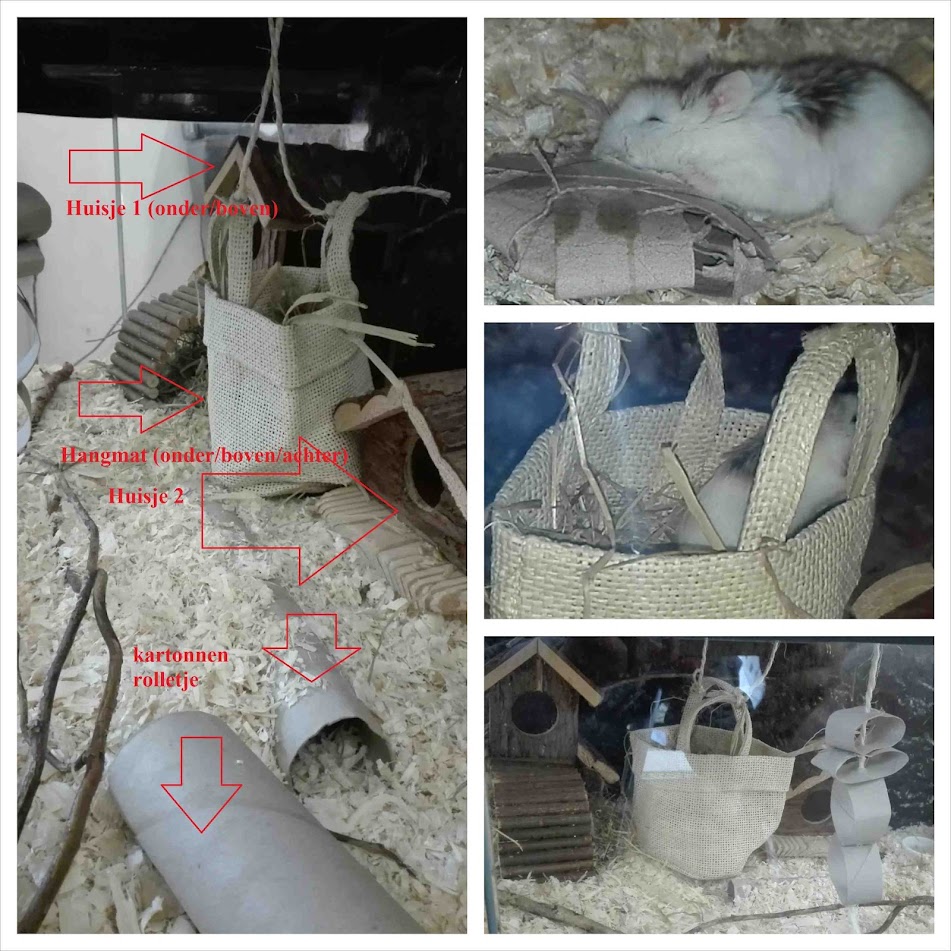 hamster 2 Fotor Collage — Postimages