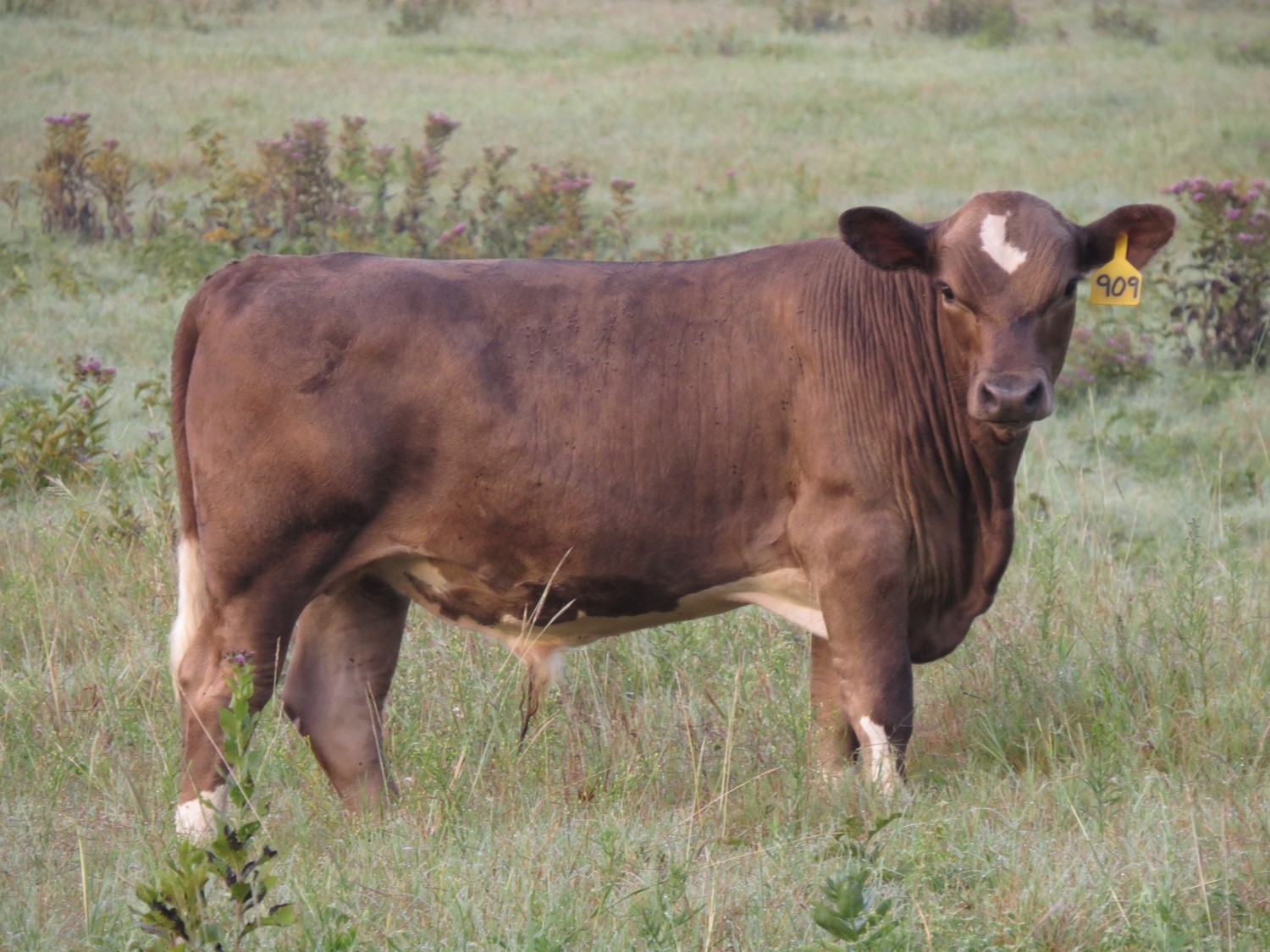 909 Bull (5 5 months)(1) — Postimages