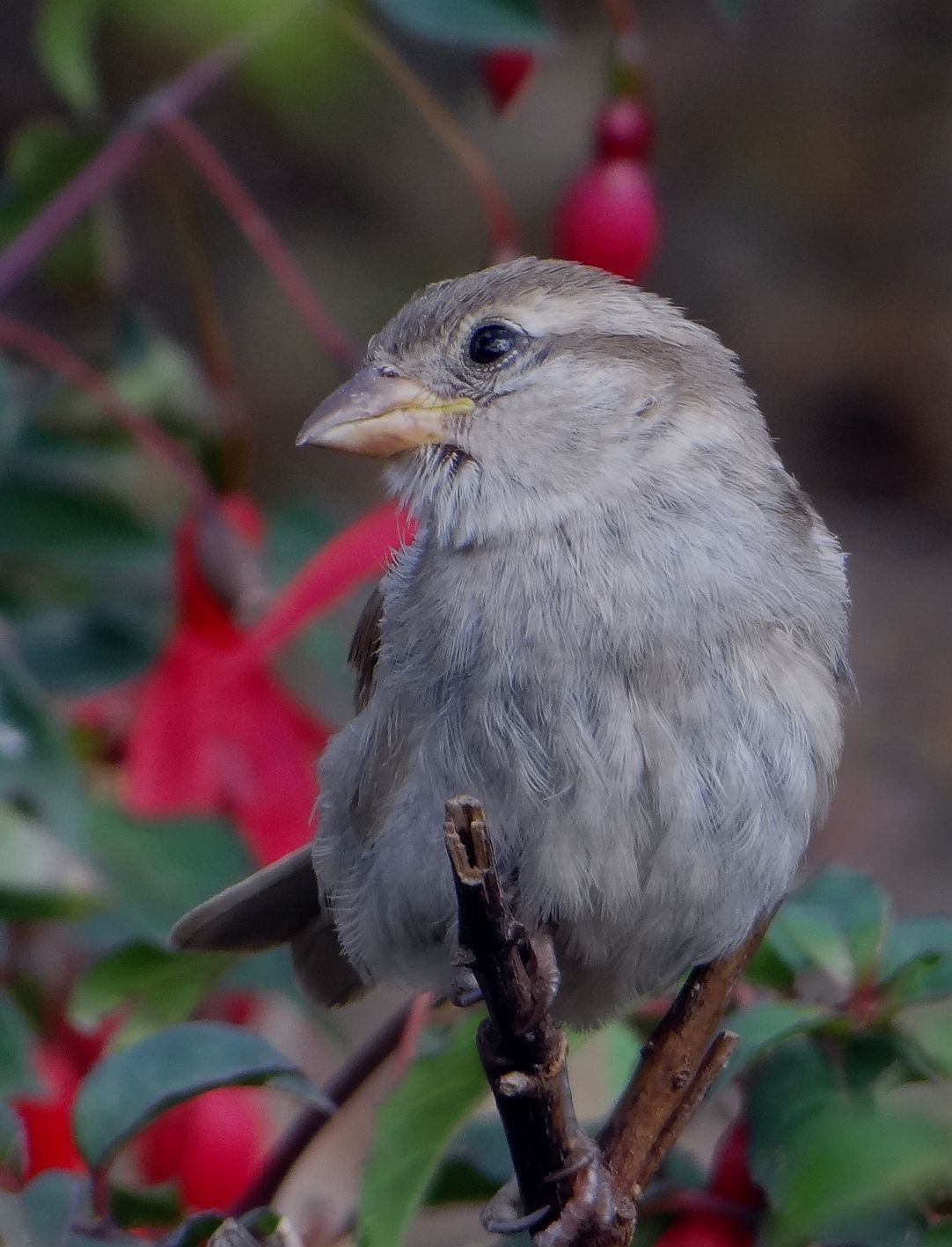 YOUNG SPARROW 3 220823 — Postimages