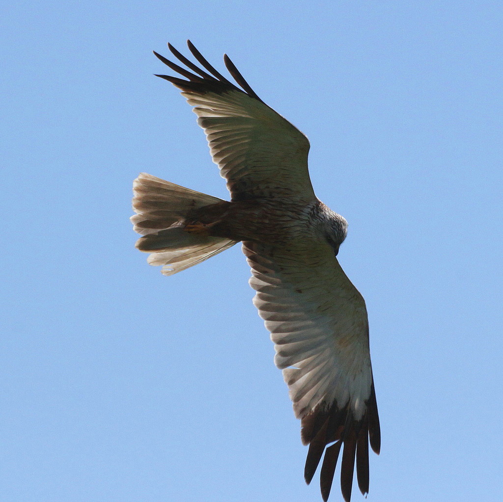 IMG 8306 1 1 1 — Postimages