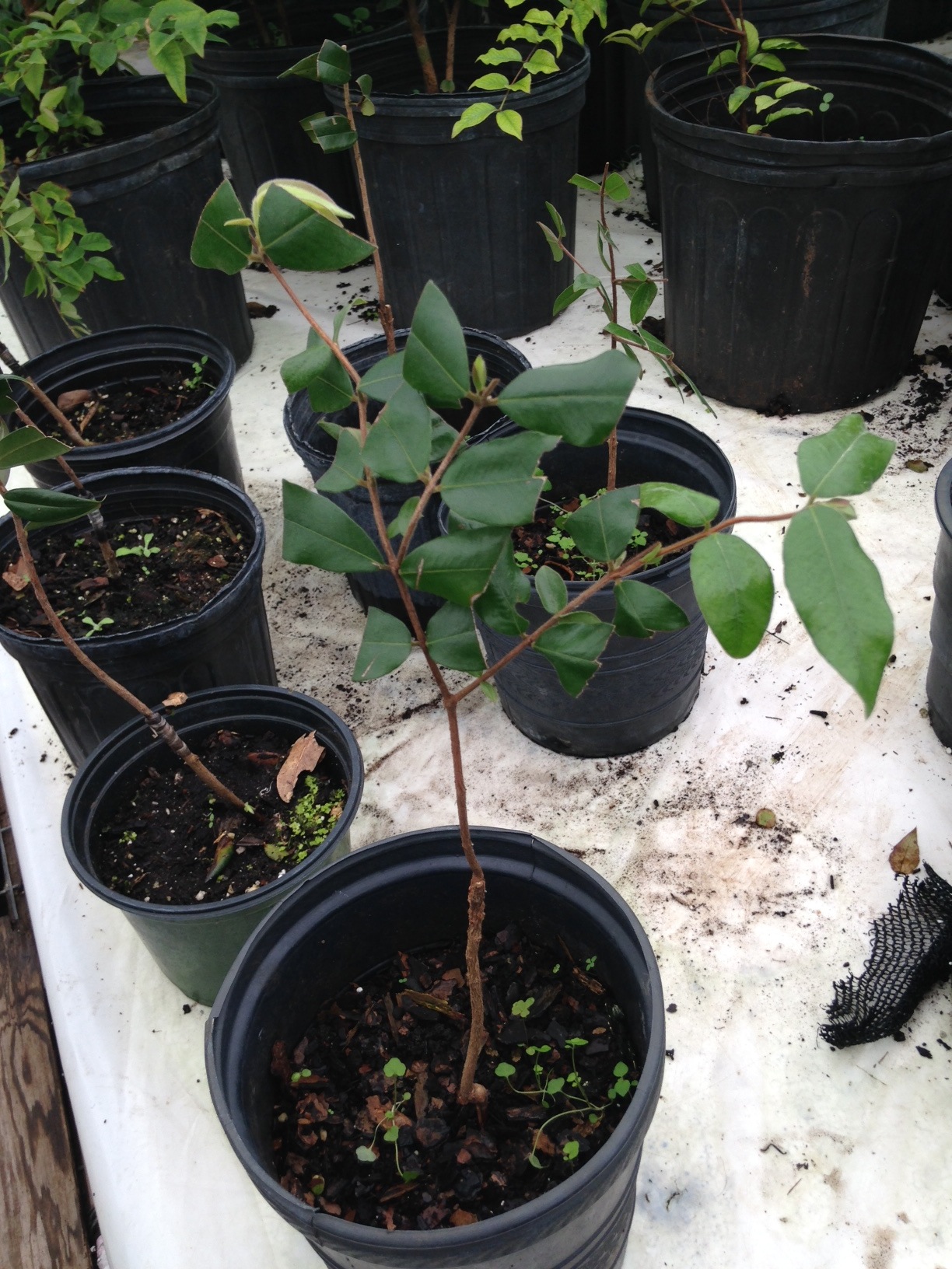 IMG 0367 — Postimages