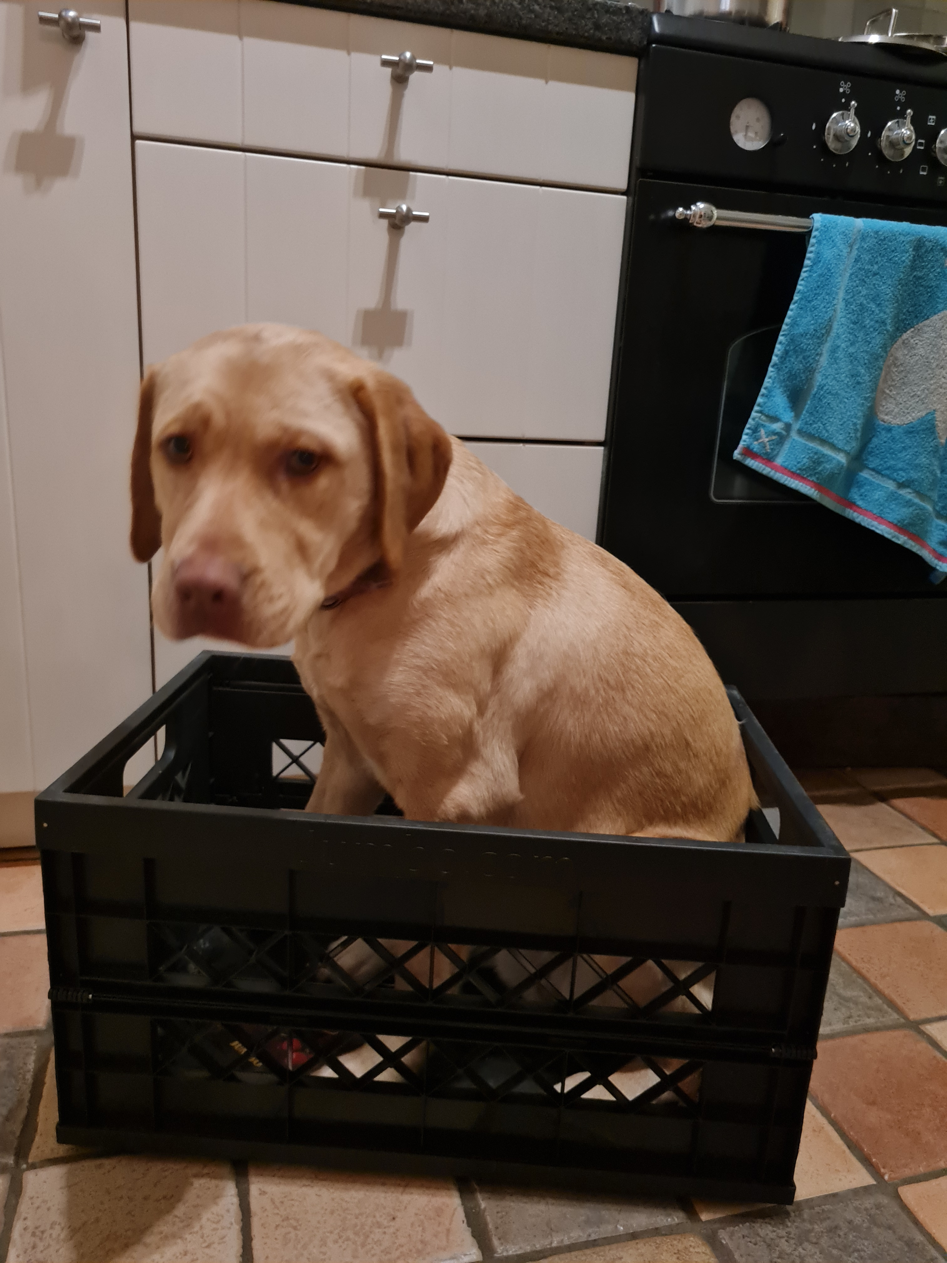 20221108 202949 — Postimages