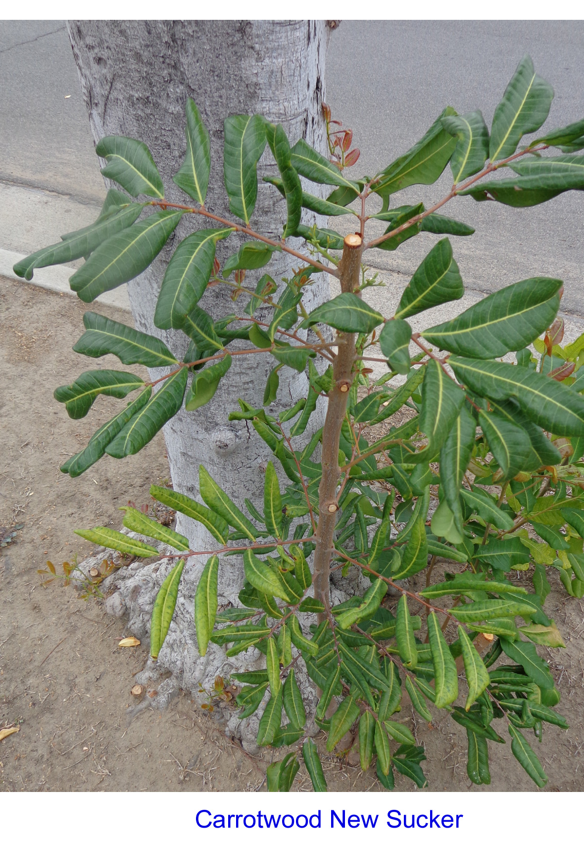 Carrotwood Seedling Pic4 — Postimages