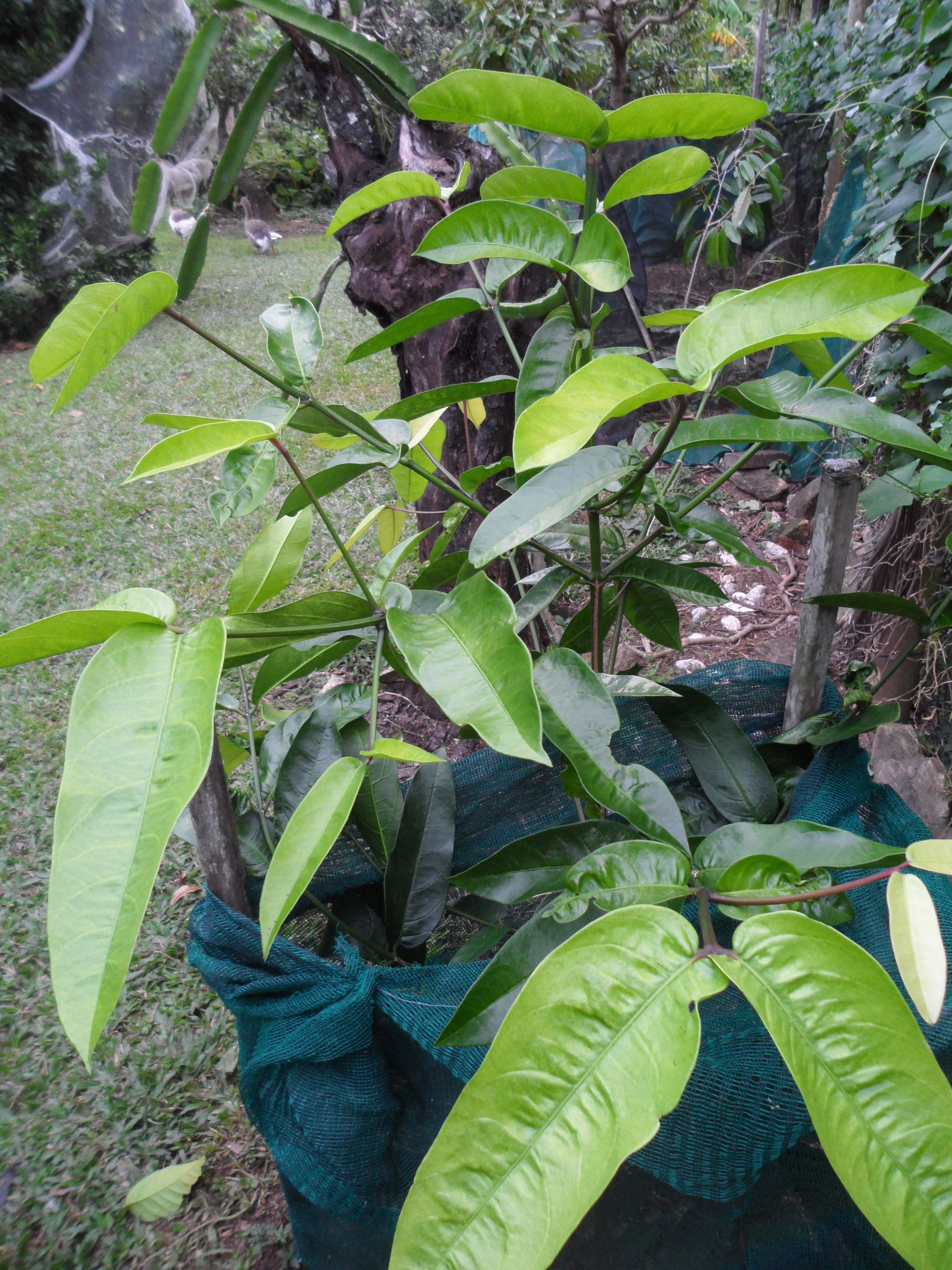 SAM 0798 — Postimages