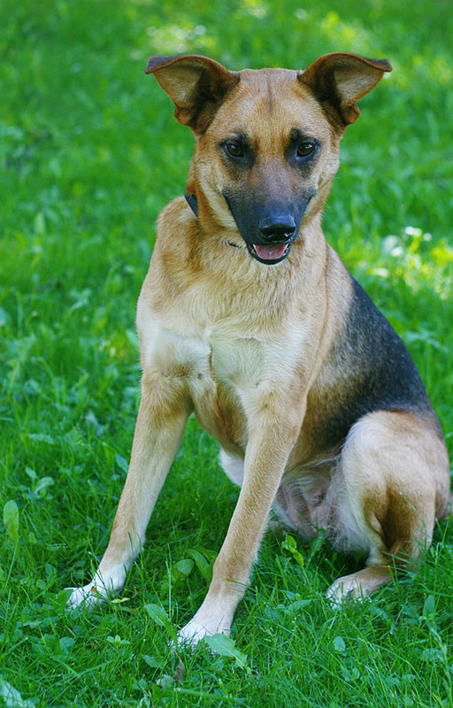 IMG 007 — Postimages