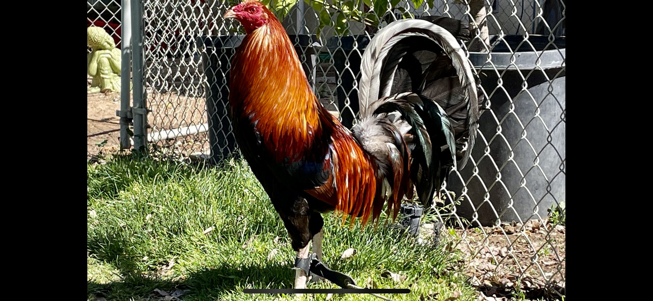 7 B45 CAB3 A3 D4 4973 8762 93219 E5 C896 A — Postimages